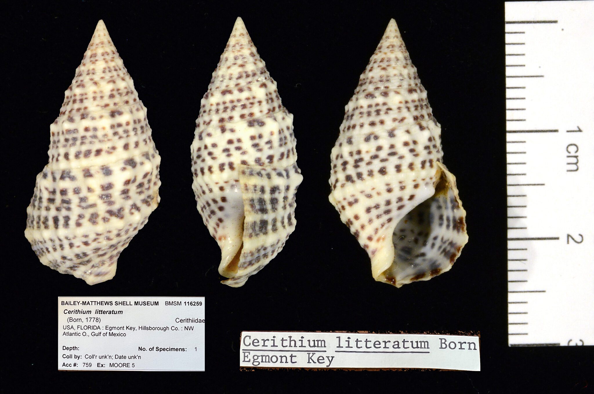 Shell of the Week: The Stocky Cerith - Bailey-Matthews National Shell ...