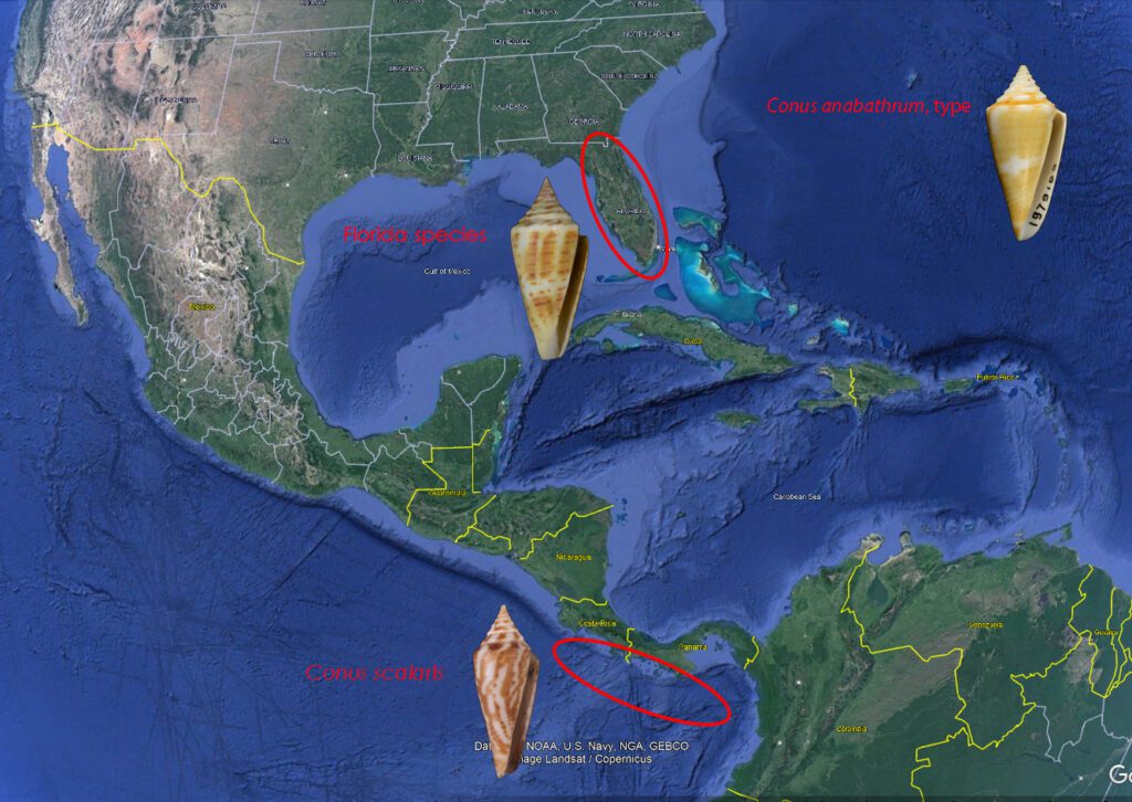 Shells and Science - Bailey-Matthews National Shell Museum & Aquarium