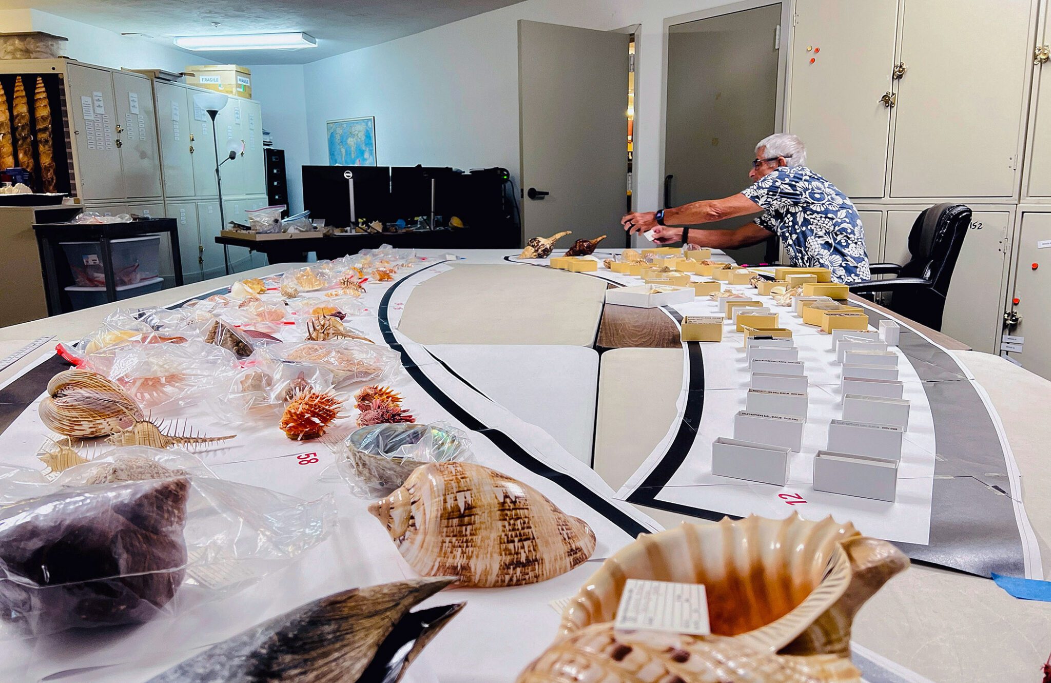 The New “Isthmus Pairs” Exhibit! - Bailey-Matthews National Shell Museum