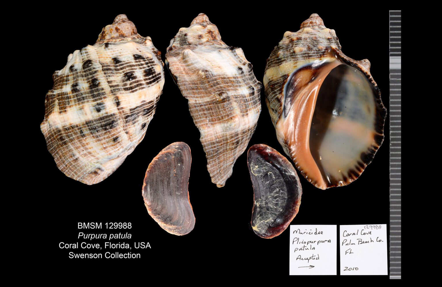 Curator's Corner - Bailey-Matthews National Shell Museum