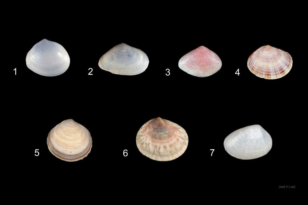 Semeles of Southwest Florida - Bailey-Matthews National Shell Museum