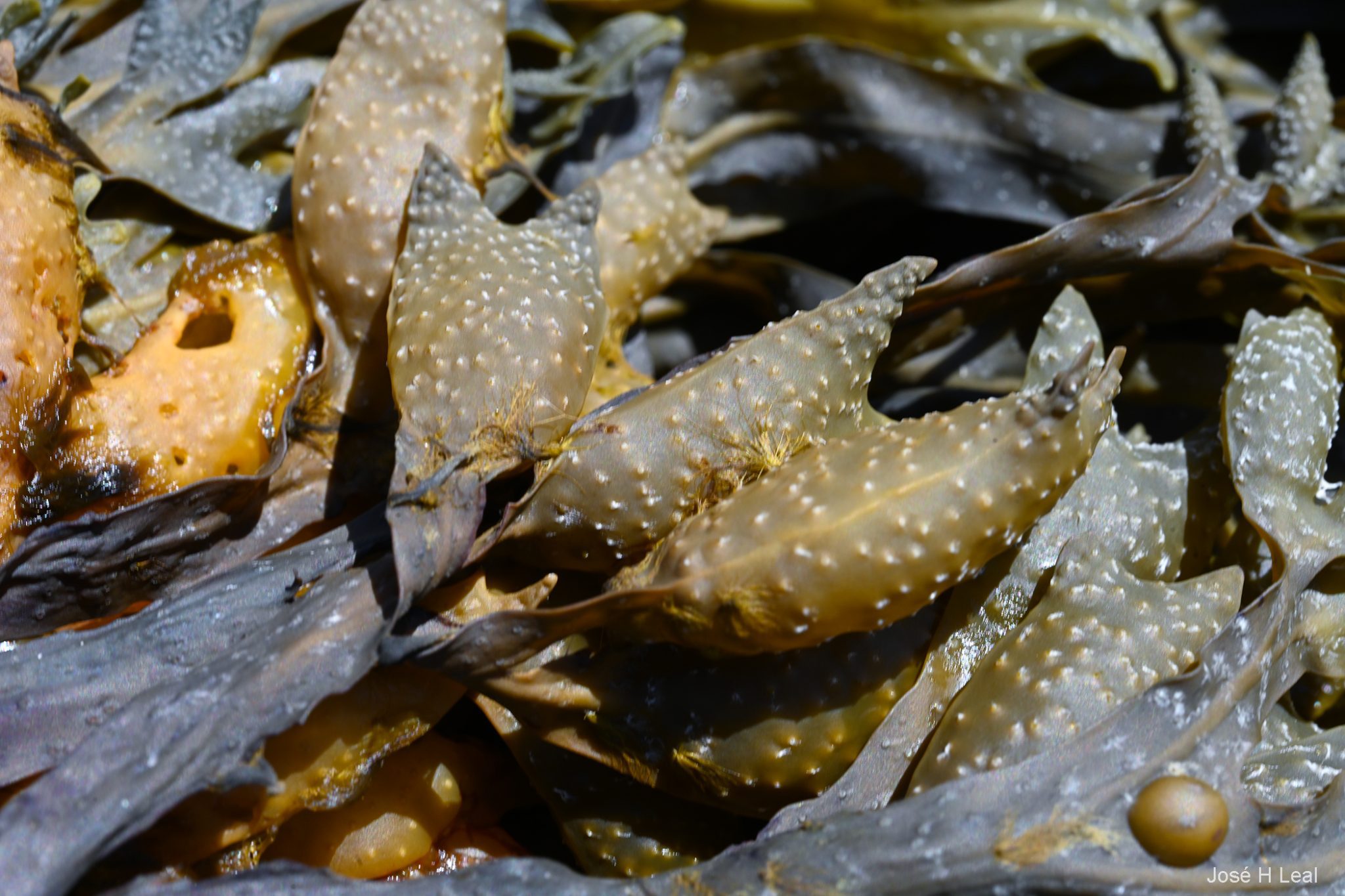 The Common Periwinkle - Bailey-Matthews National Shell Museum