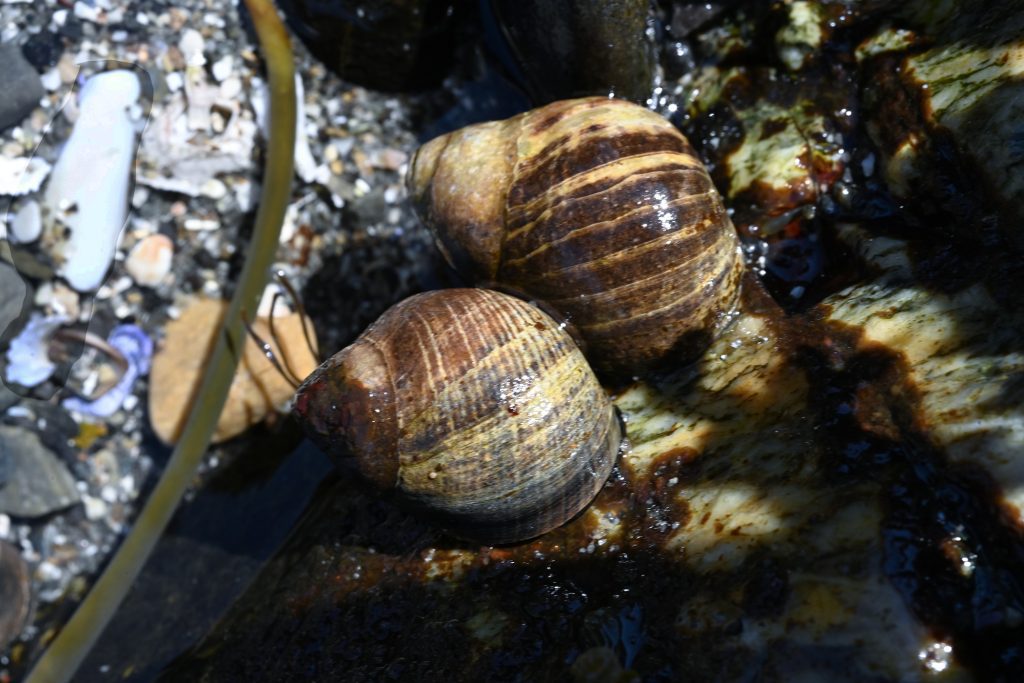 The Common Periwinkle - Bailey-Matthews National Shell Museum
