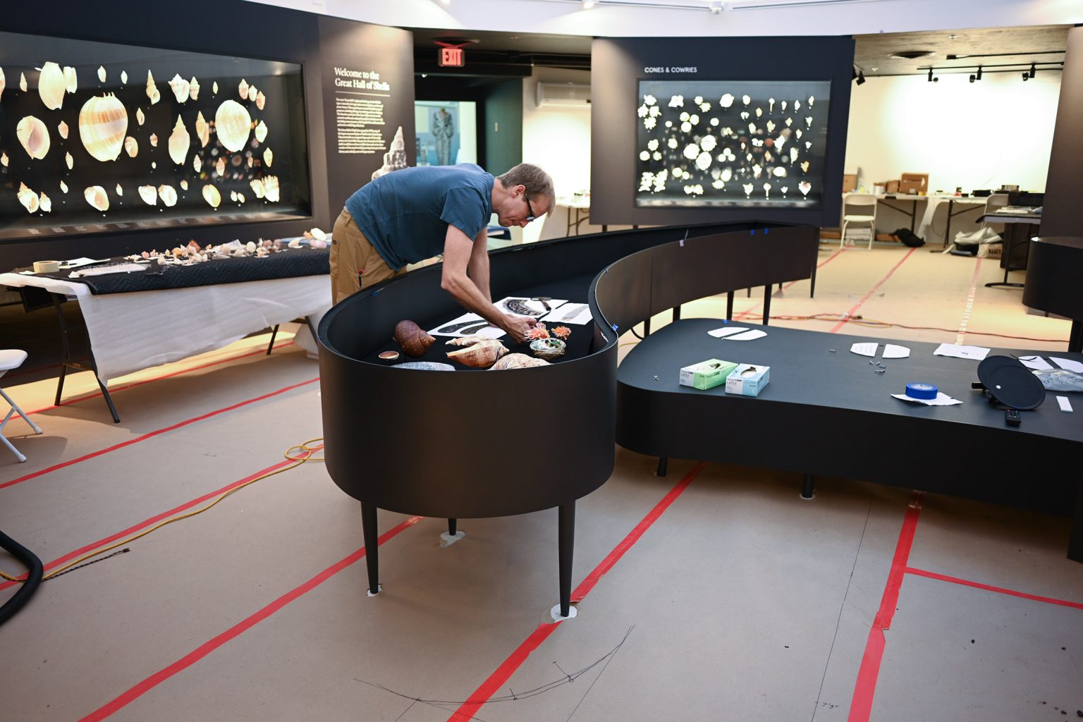 The Gills of Bivalves - Bailey-Matthews National Shell Museum