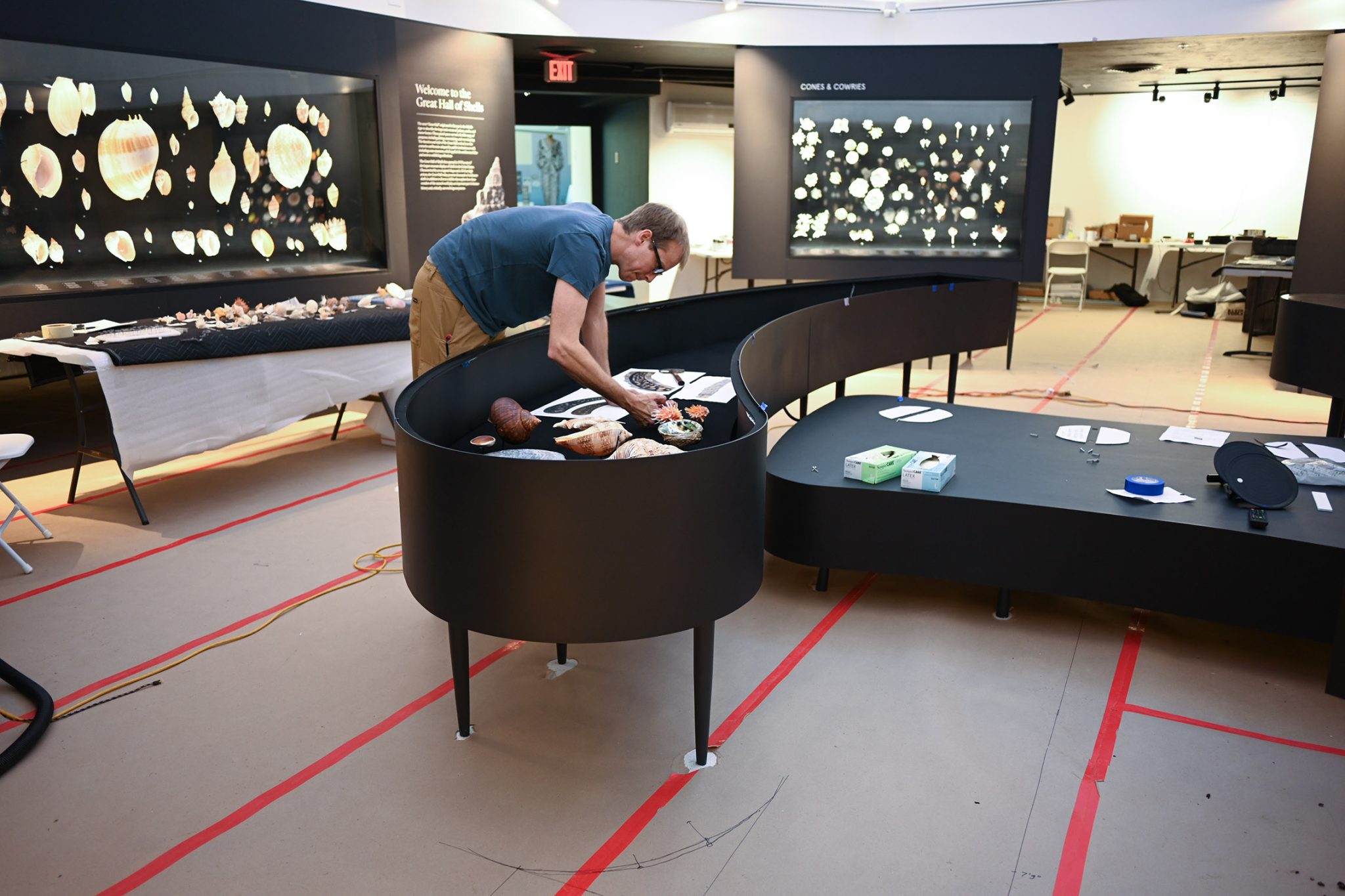 The Gills of Bivalves - Bailey-Matthews National Shell Museum