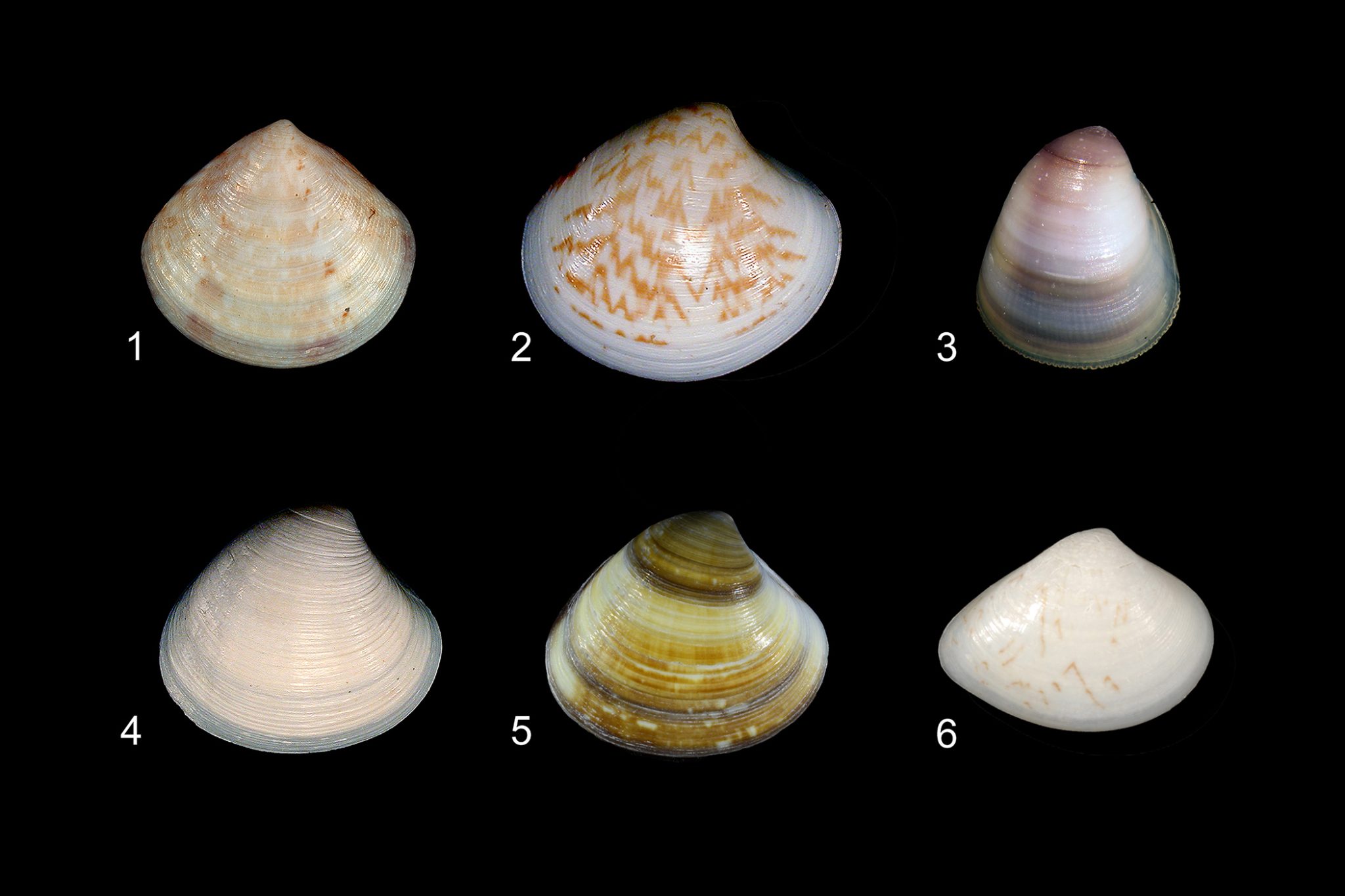 Small Venus Clams of Southwest Florida - Bailey-Matthews National Shell ...