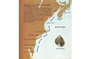 The Common Periwinkle - Bailey-Matthews National Shell Museum