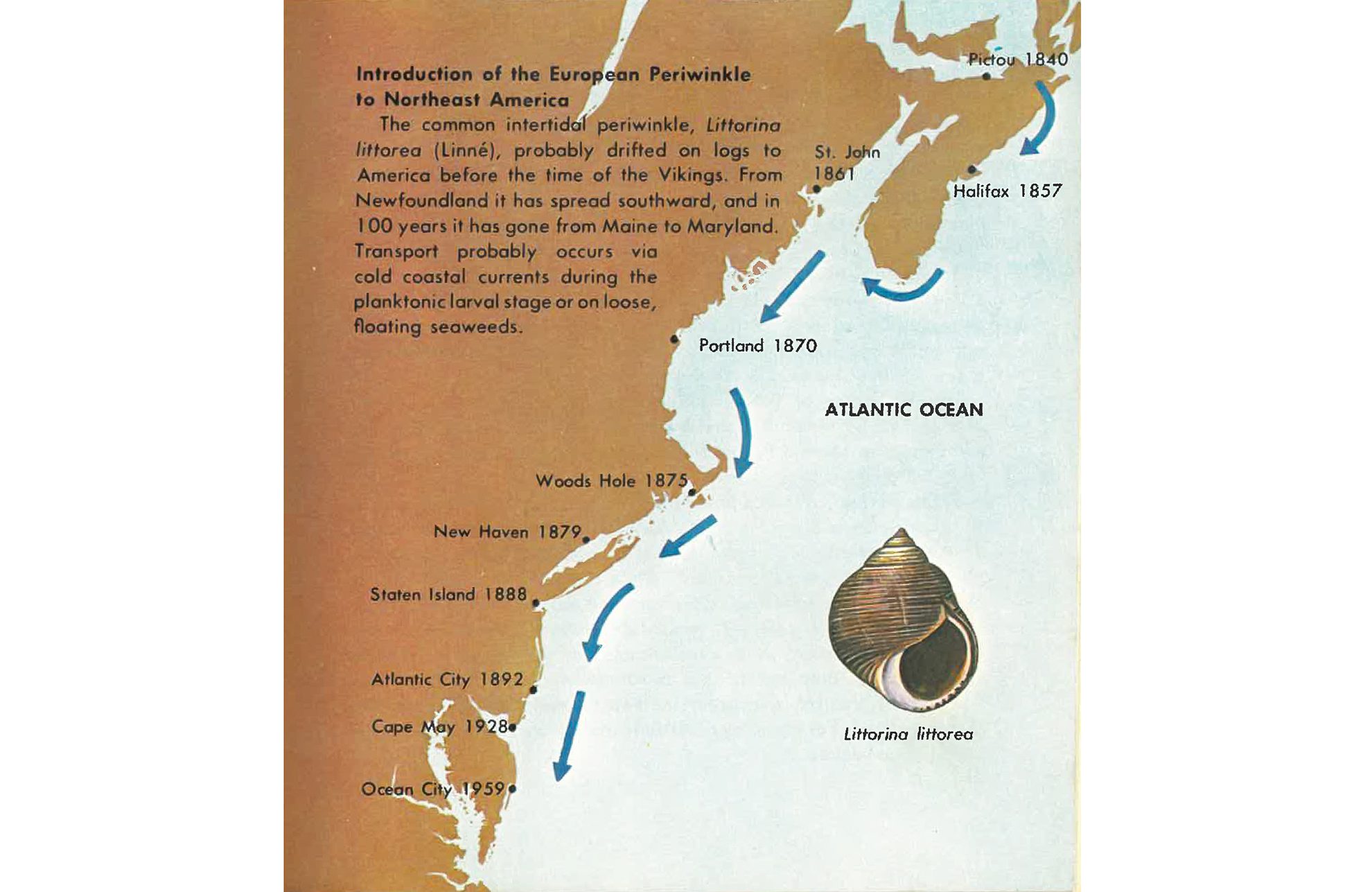 The Common Periwinkle - Bailey-Matthews National Shell Museum