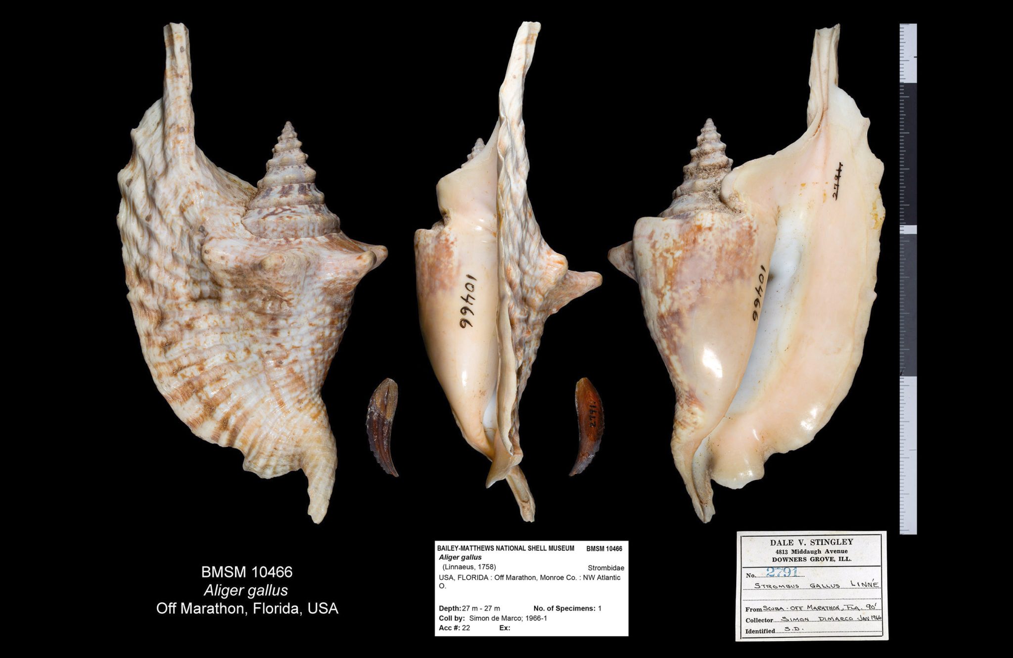 Fish or Mollusk? - Bailey-Matthews National Shell Museum
