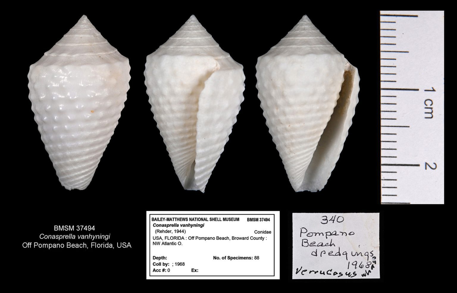 Shell of the Week: The Scotch Bonnet - Bailey-Matthews National Shell ...