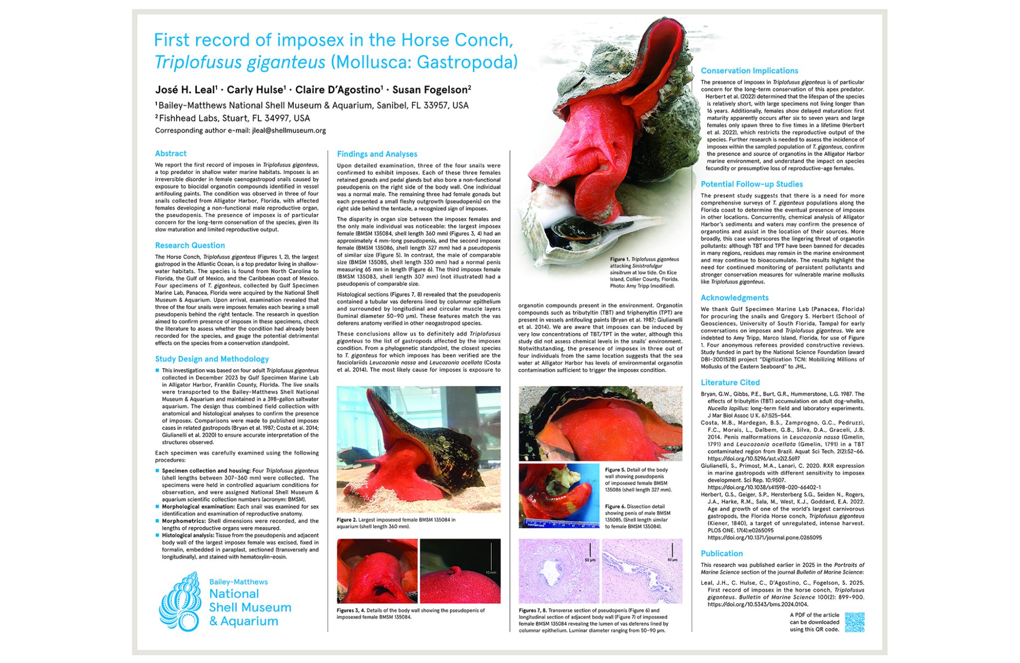 Shell of the Week: The Giant Eastern Murex - Bailey-Matthews National ...