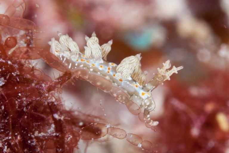 Shell of the Week: The Angel Wing - Bailey-Matthews National Shell Museum