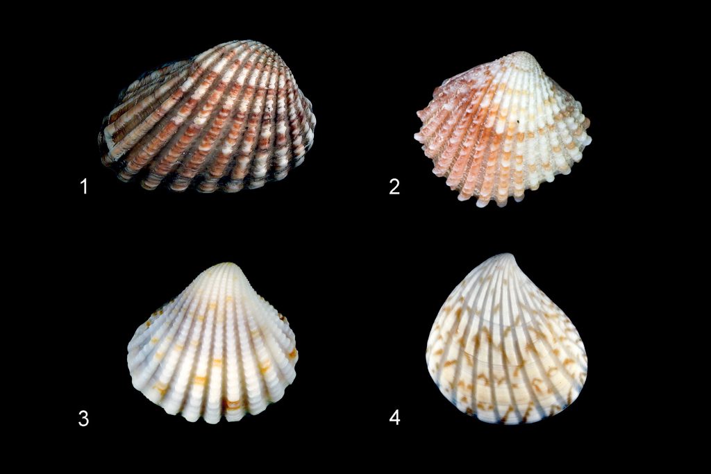 Wentletraps of Southwest Florida - Bailey-Matthews National Shell Museum