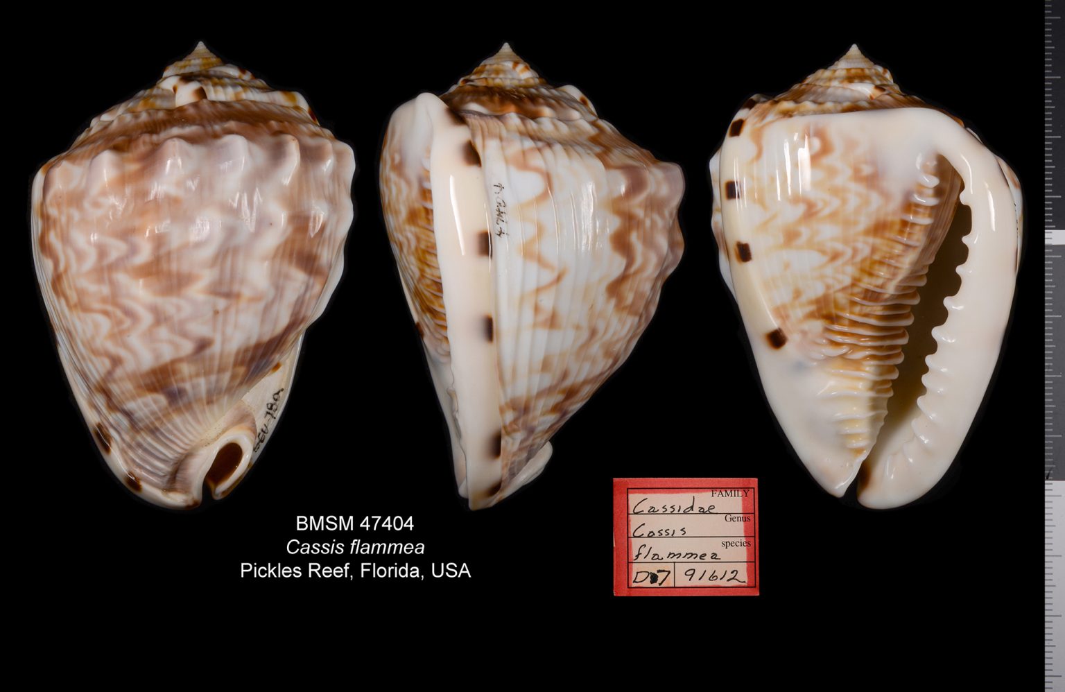 Shell of the Week: The Scotch Bonnet - Bailey-Matthews National Shell ...