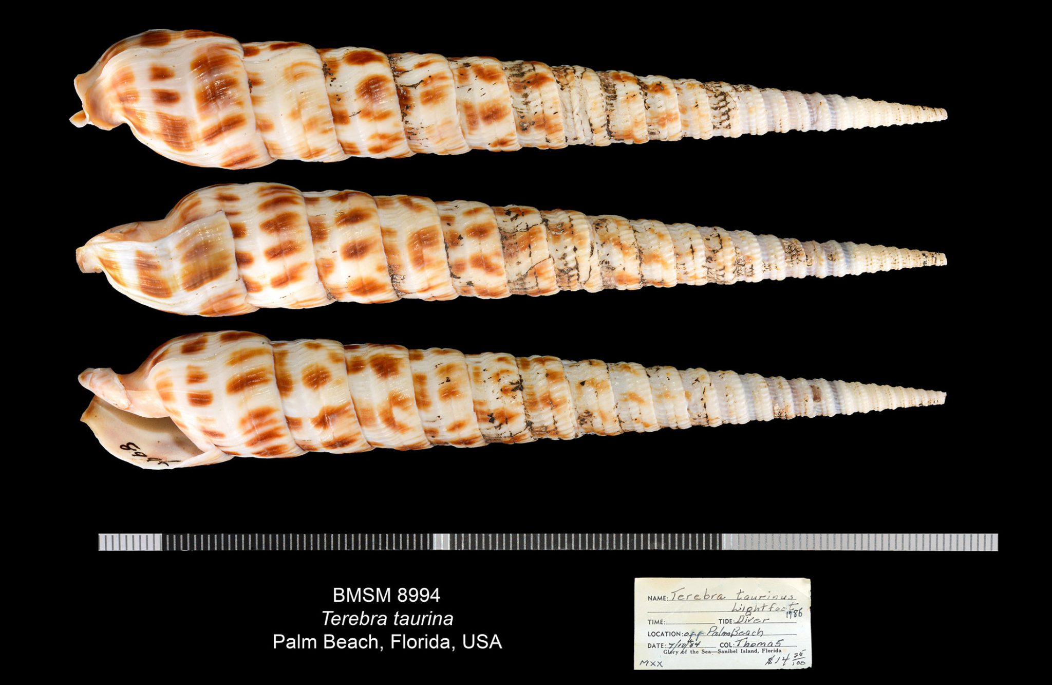 Shell of the Week: The Flame Auger - Bailey-Matthews National Shell Museum