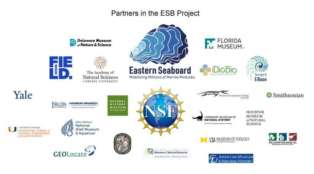 We're Right-handed or Left-handed... - Bailey-Matthews National Shell ...