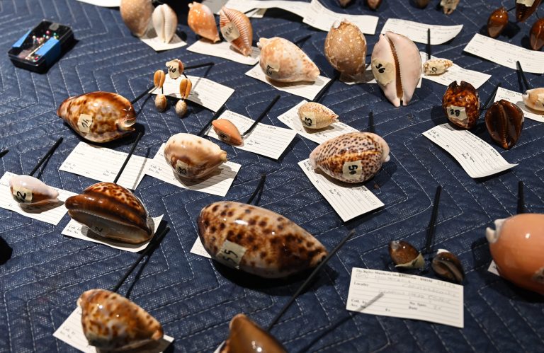 The Growth of Cone Snail Teeth - Bailey-Matthews National Shell Museum