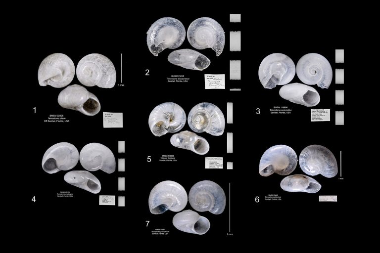 Shell of the Week: The Giant Eastern Murex - Bailey-Matthews National ...