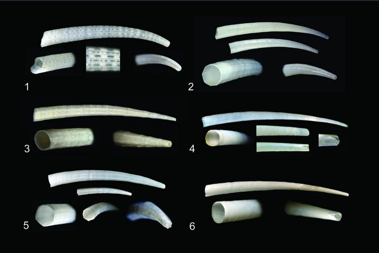 Shell of the Week: The Common Sundial - Bailey-Matthews National Shell ...