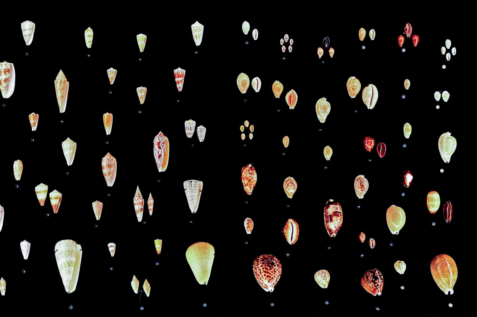 Exhibit Shells and Their Mounts - Bailey-Matthews National Shell Museum