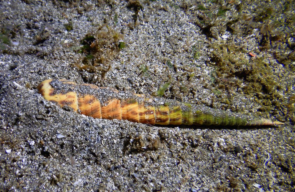 The Angel Wing and Its Siphons - Bailey-Matthews National Shell Museum