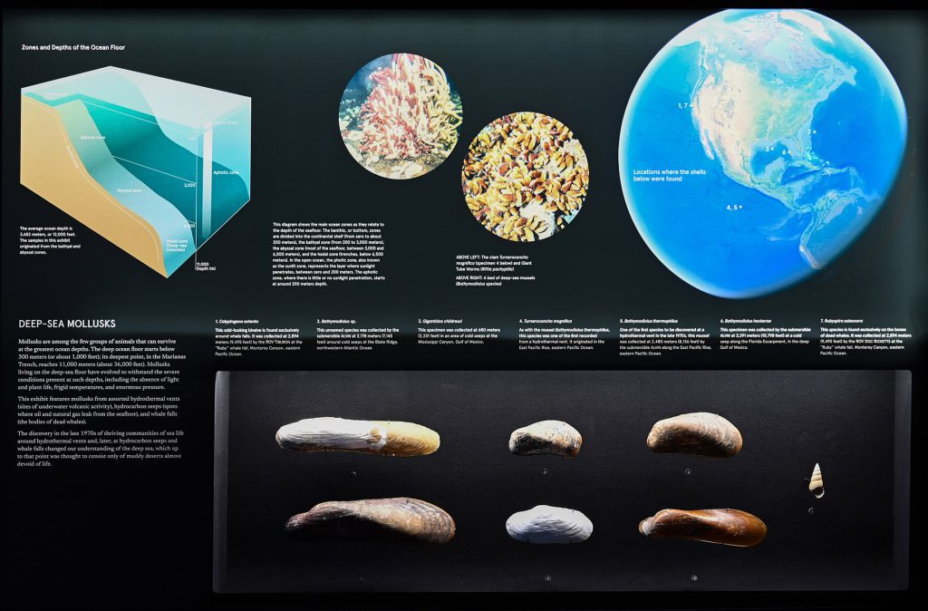 We're Right-handed or Left-handed... - Bailey-Matthews National Shell ...