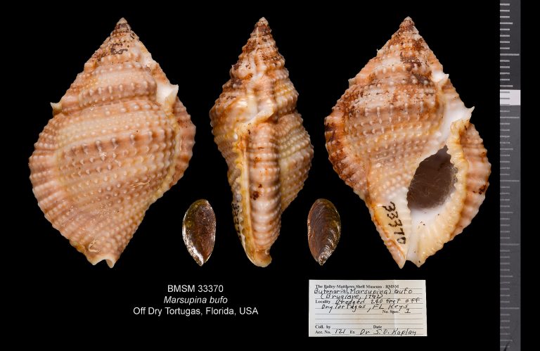 Shell of the Week: The Giant Eastern Murex - Bailey-Matthews National ...