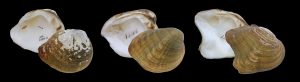 A Big World Record Size Shell! - Bailey-Matthews National Shell Museum