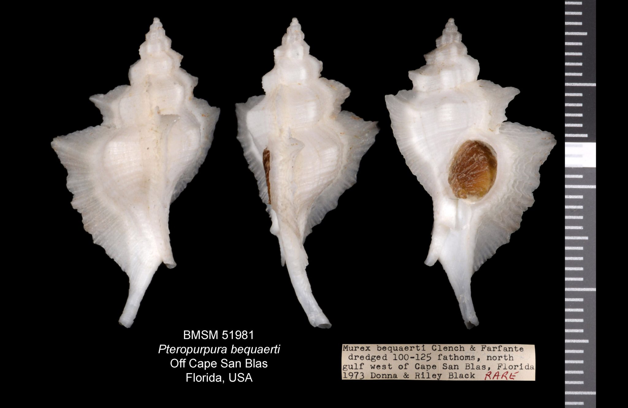 The Common Periwinkle - Bailey-Matthews National Shell Museum