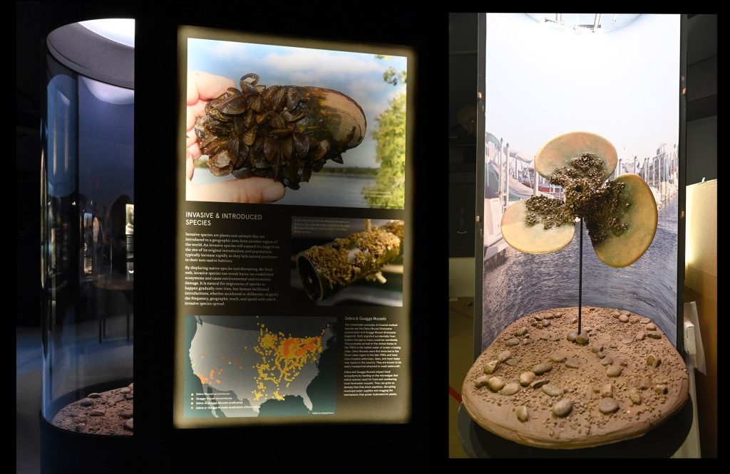 Shell of the Week: The Giant Eastern Murex - Bailey-Matthews National ...