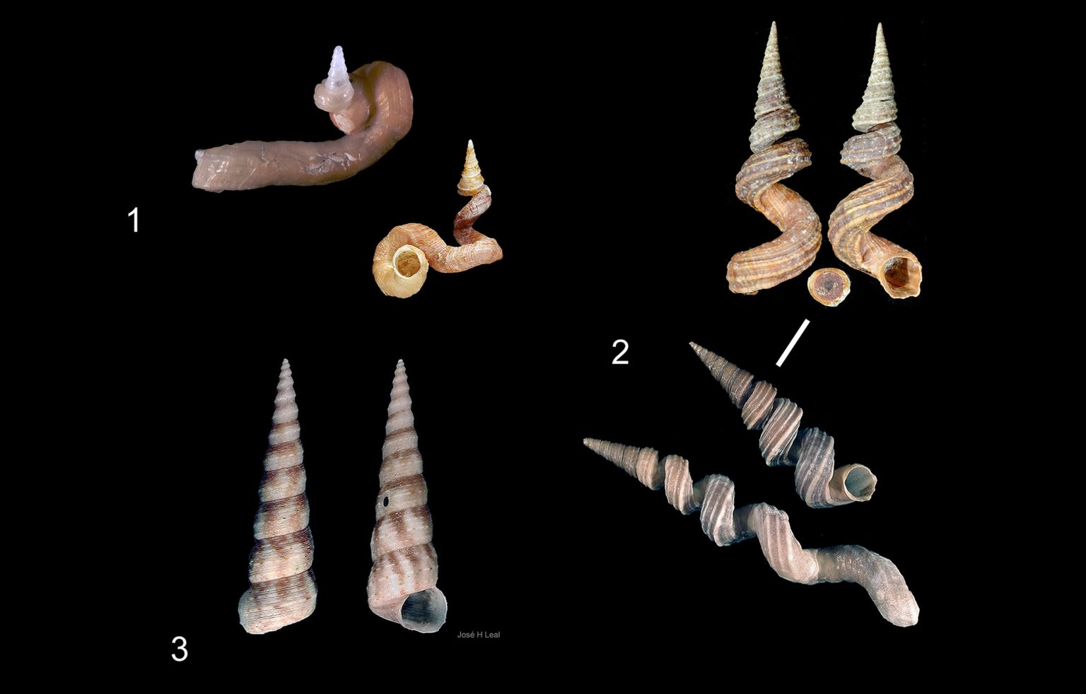 The Common Periwinkle - Bailey-Matthews National Shell Museum