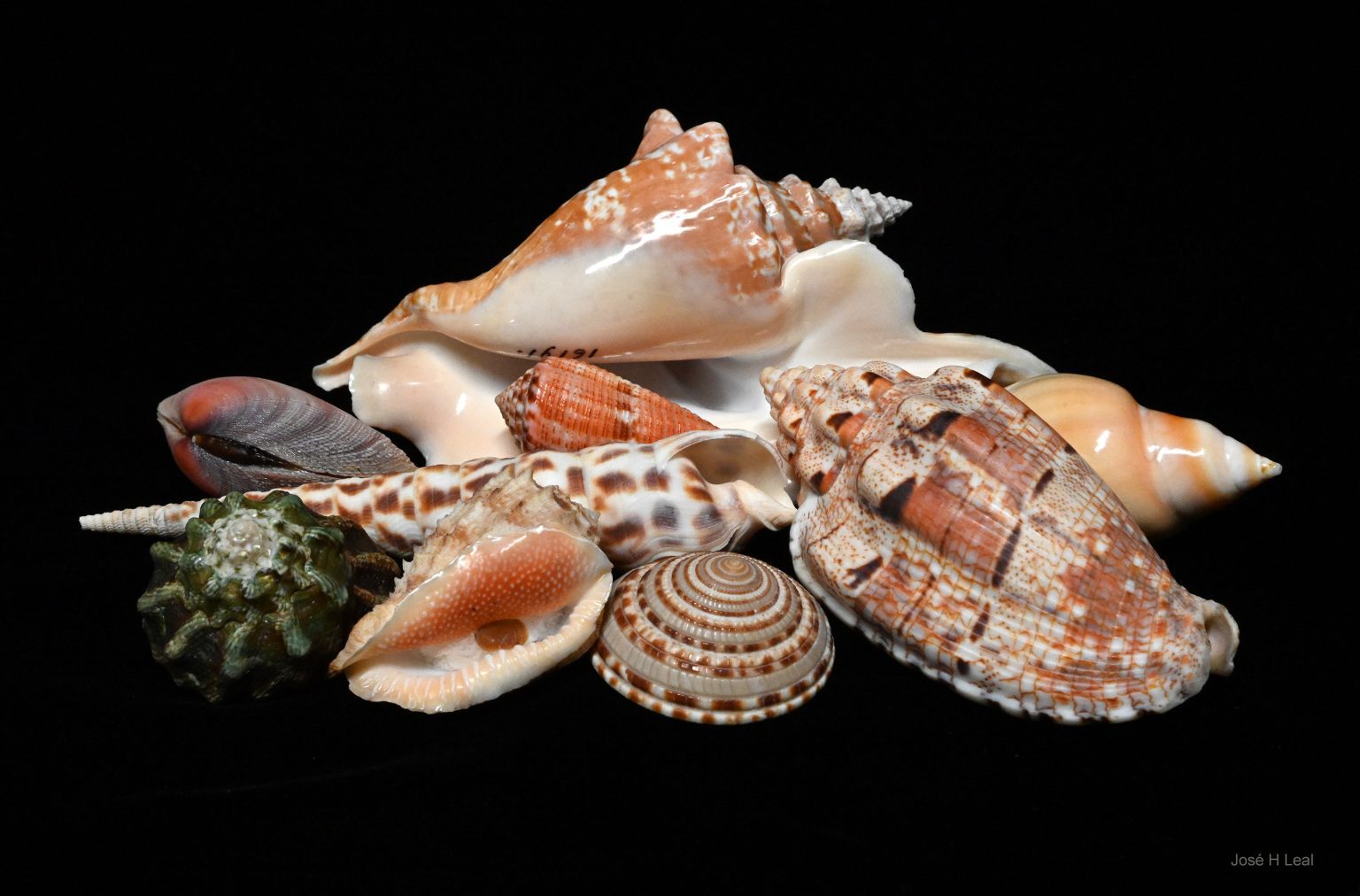 Paradise Found: Seashells of the Caribbean - Bailey-Matthews National ...