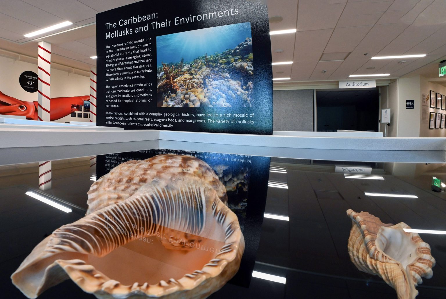 Shell of the Week: The Giant Eastern Murex - Bailey-Matthews National Shell Museum