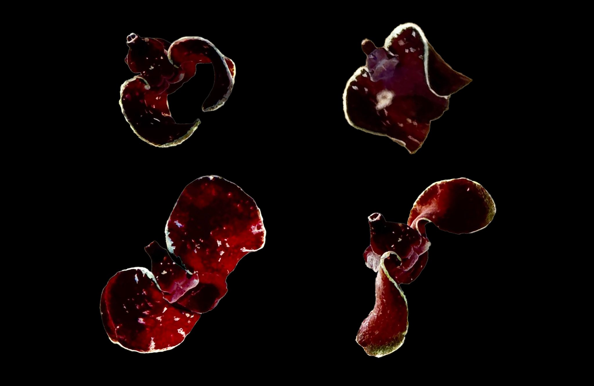 Flapping Dingbats in Southwest Florida - Bailey-Matthews National Shell ...